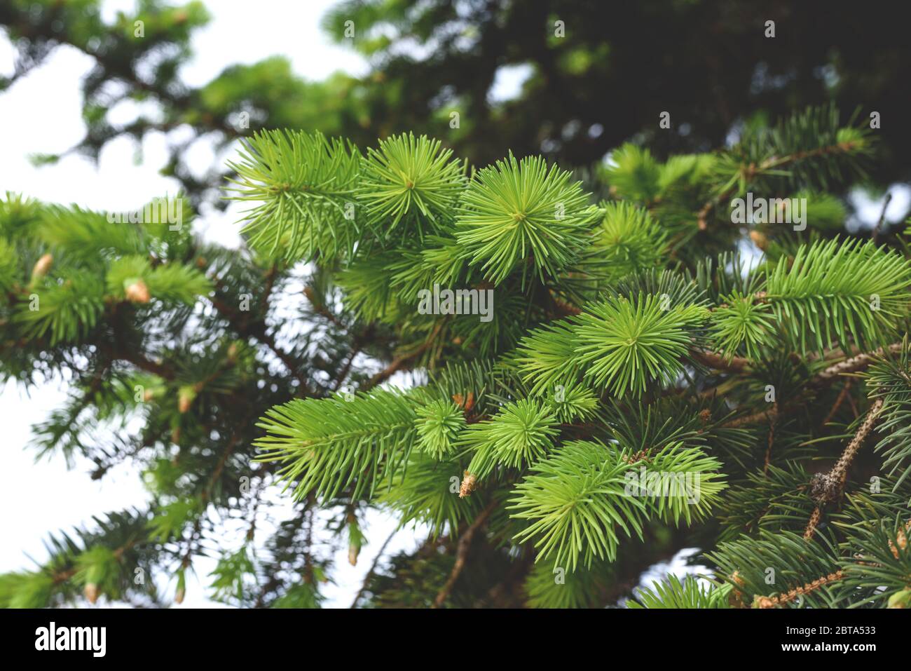 A beautiful fresh twig of the fir tree. Background for your projects ...