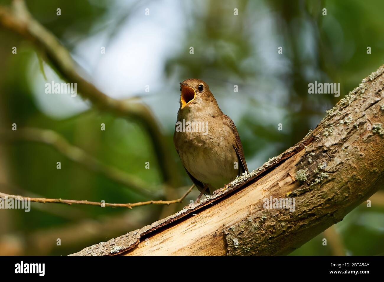 Thrush nightingale in its natural habitat in Denmark Stock Photo - Alamy