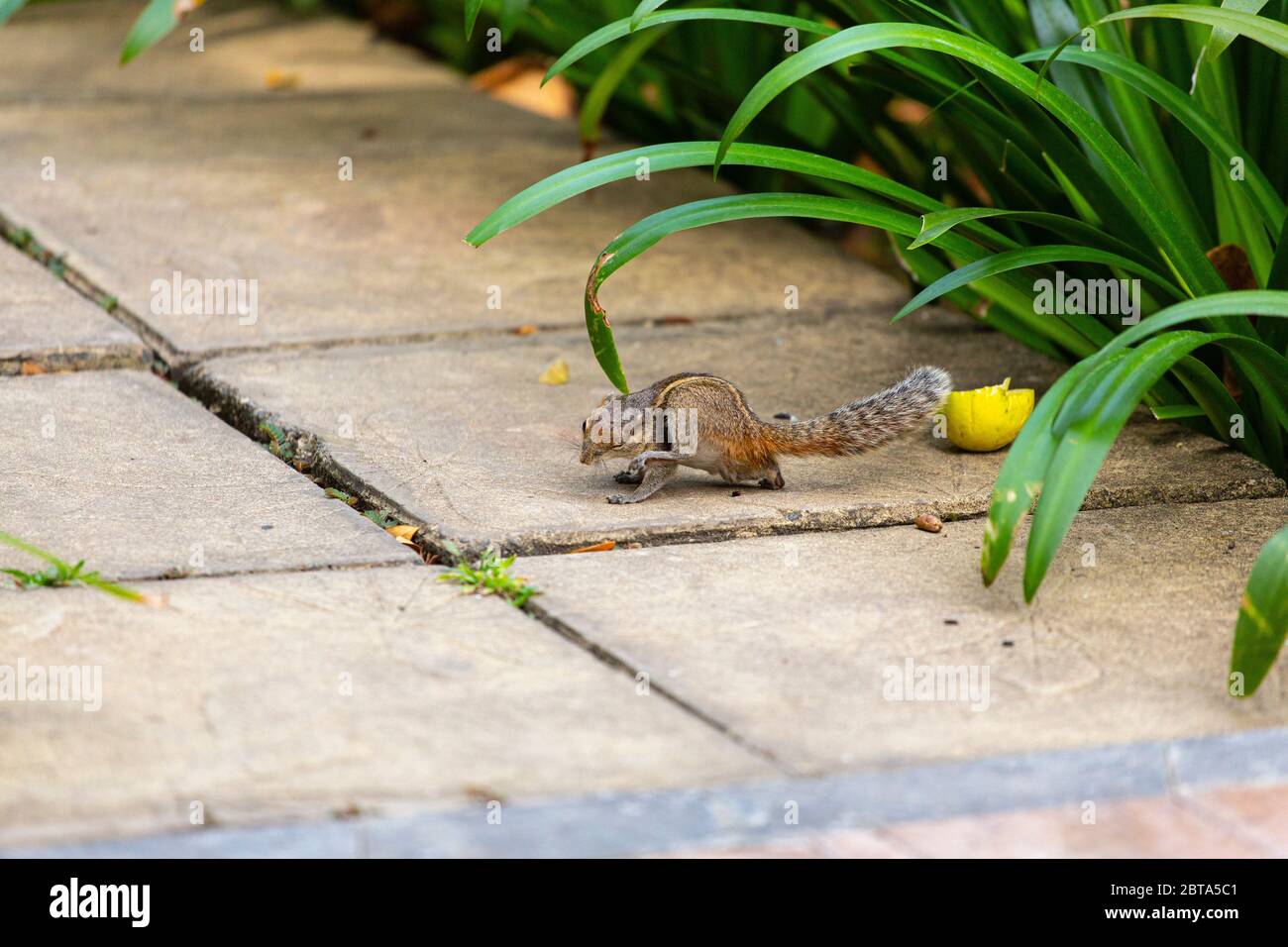An Indian Palm Squirrel scratches after feeding on the remains of a ...