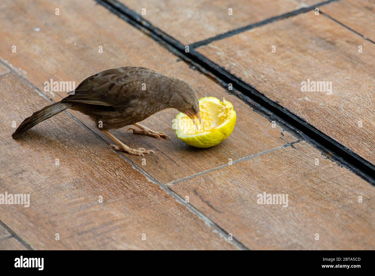 Ceylon rufous babbler hi-res stock photography and images - Alamy
