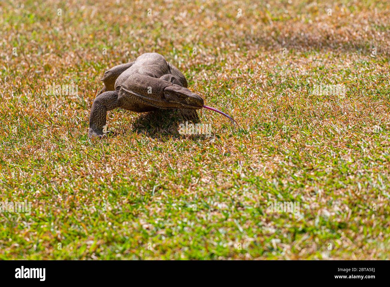 The monitor lizard is semi-aquatic and commonly grow to around 2m in ...