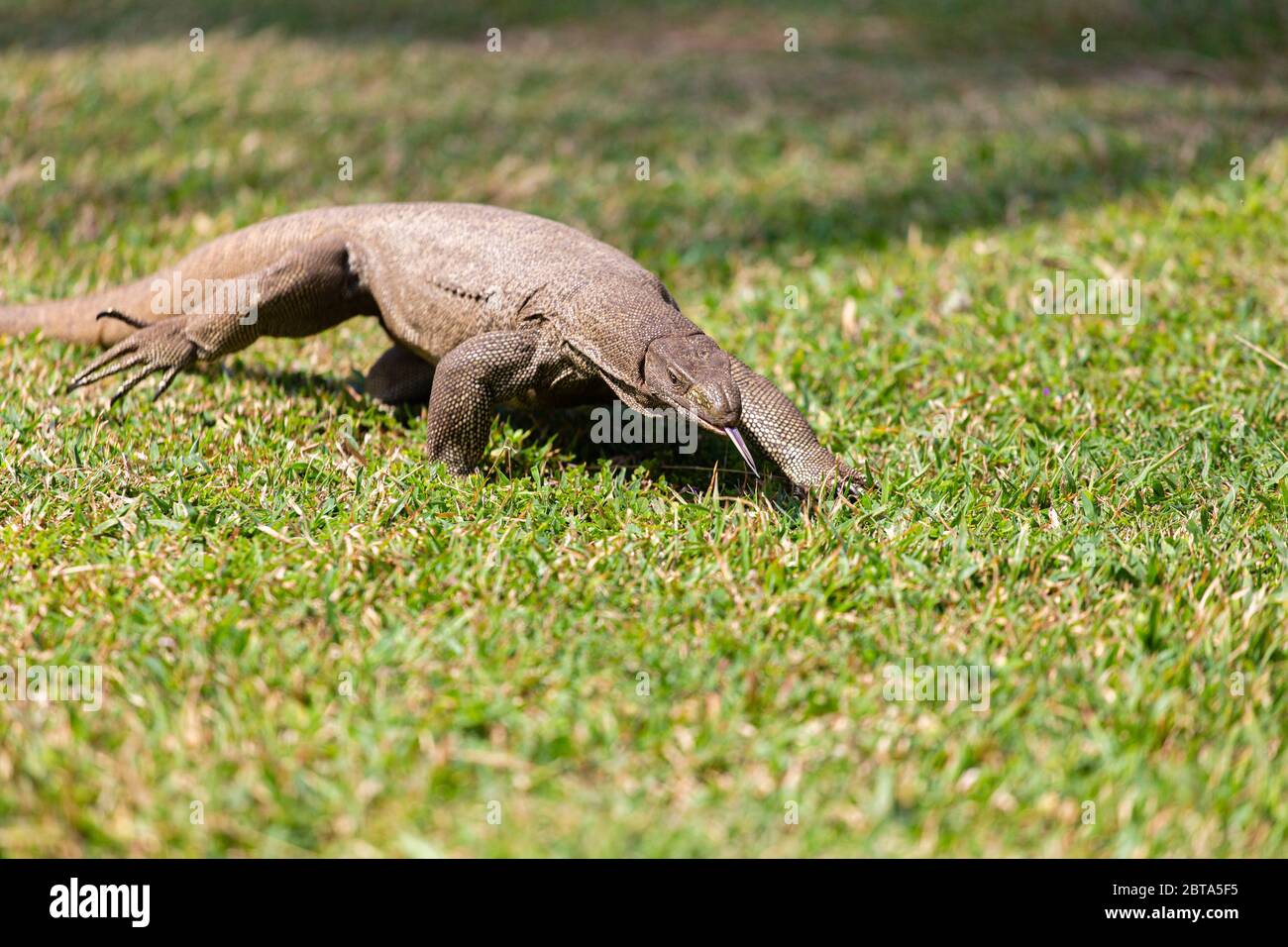 The monitor lizard is semi-aquatic and commonly grow to around 2m in ...