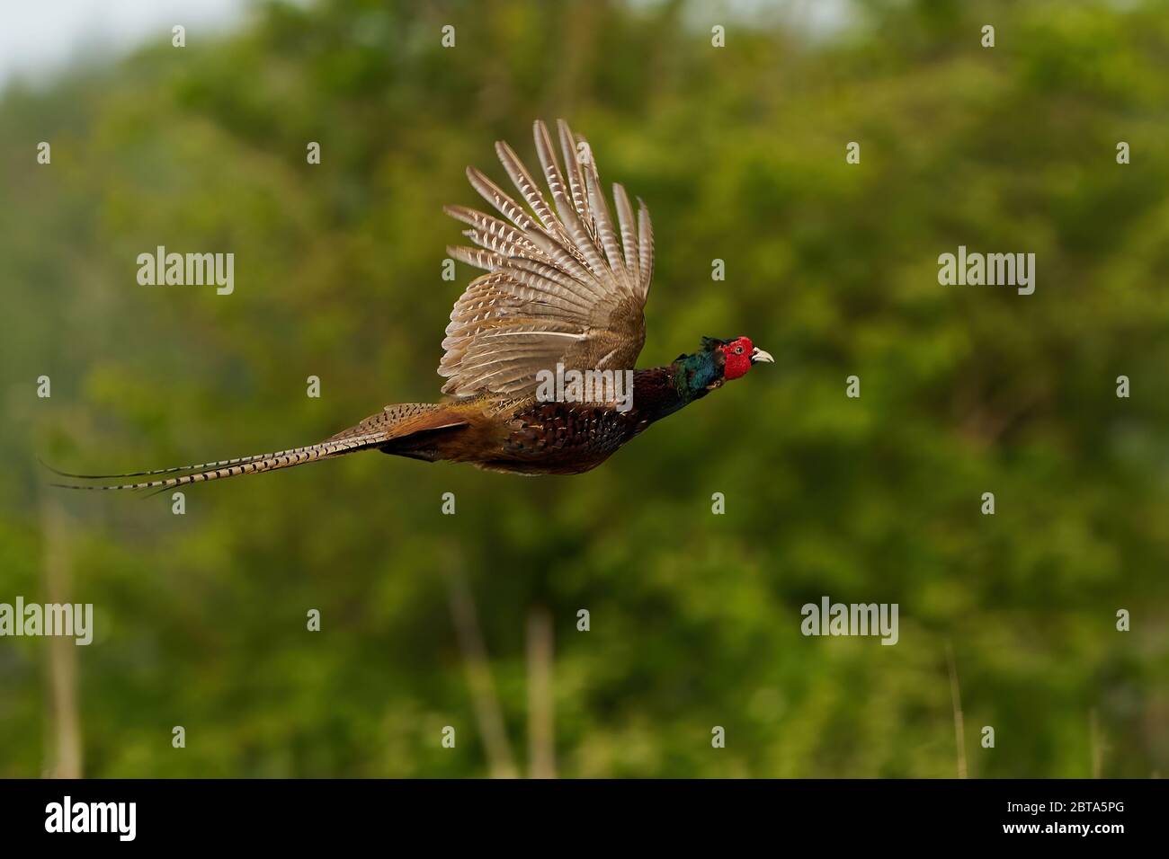 Common pheasant in flight in its natural enviroment Stock Photo - Alamy
