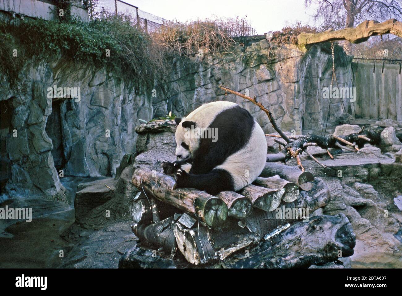 Chi-Chi, the famous giant panda, in her London Zoo enclosure in the ...