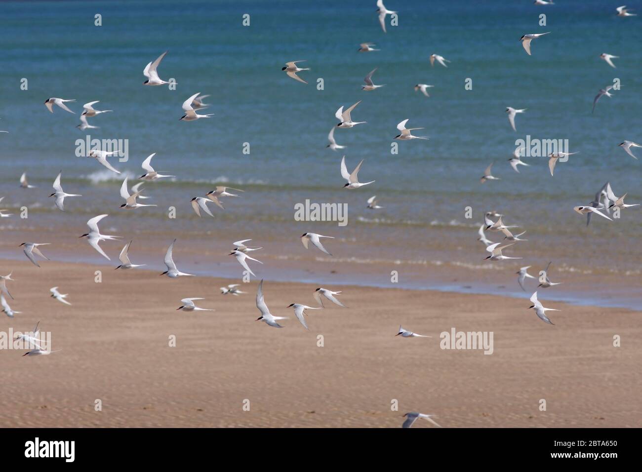 ARCTIC TERN, UK Stock Photo - Alamy