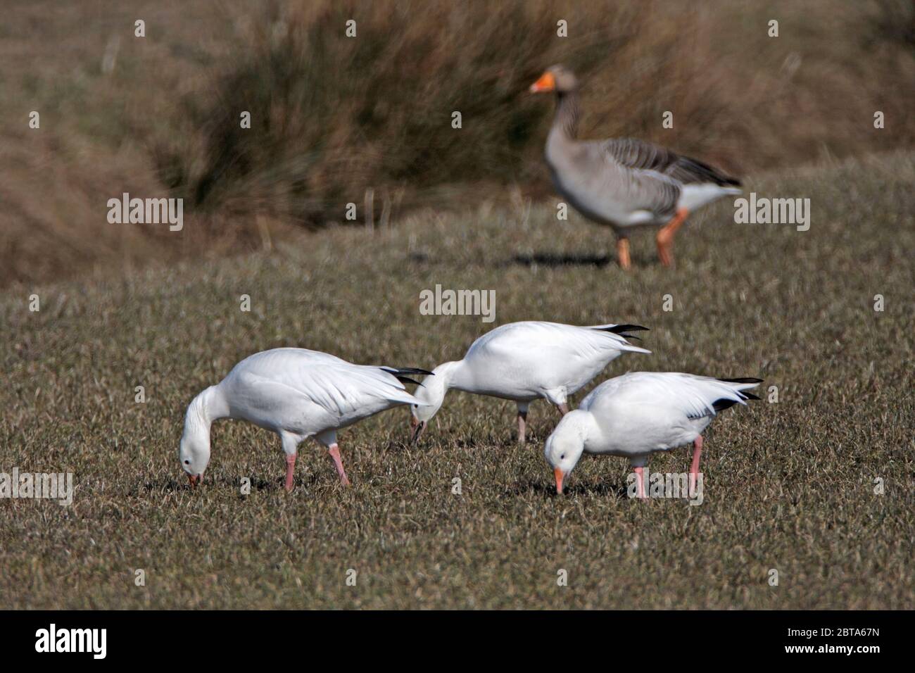 Feeding for wild animals hi-res stock photography and images - Alamy