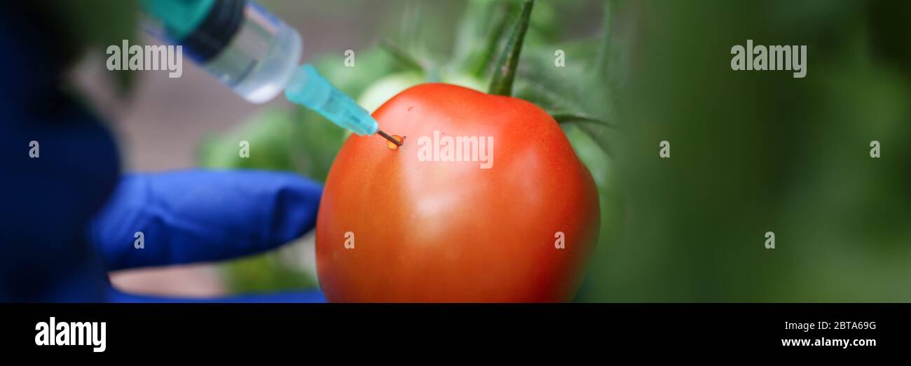 Injection vegetable for quick ripening tomato Stock Photo - Alamy