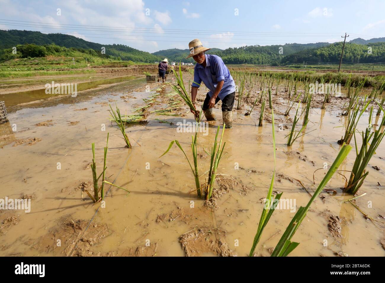 Rice stem hi-res stock photography and images - Alamy