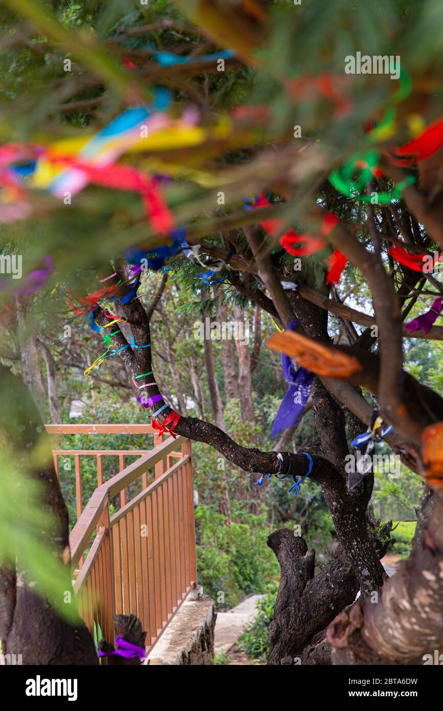 Ribbons tied to the branches of a tree signifying people's wishes and ...