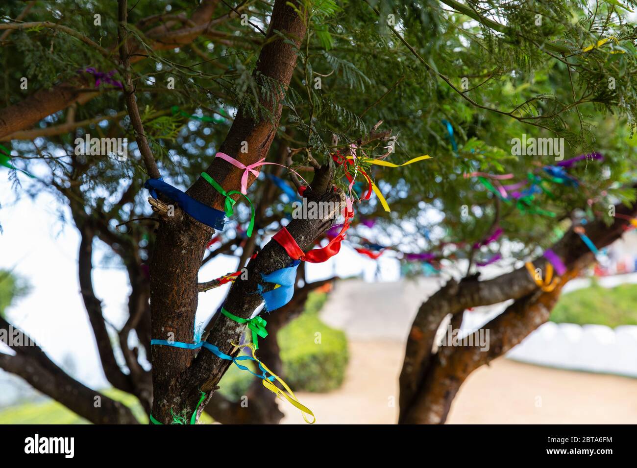 Ribbons tied to the branches of a tree signifying people's wishes and ...