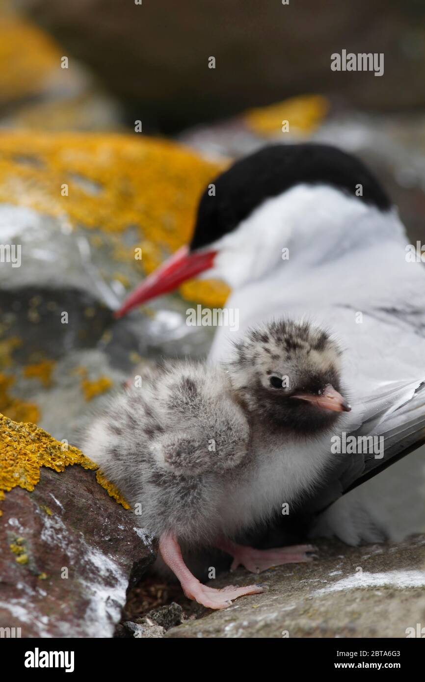 Arctic Tern Baby