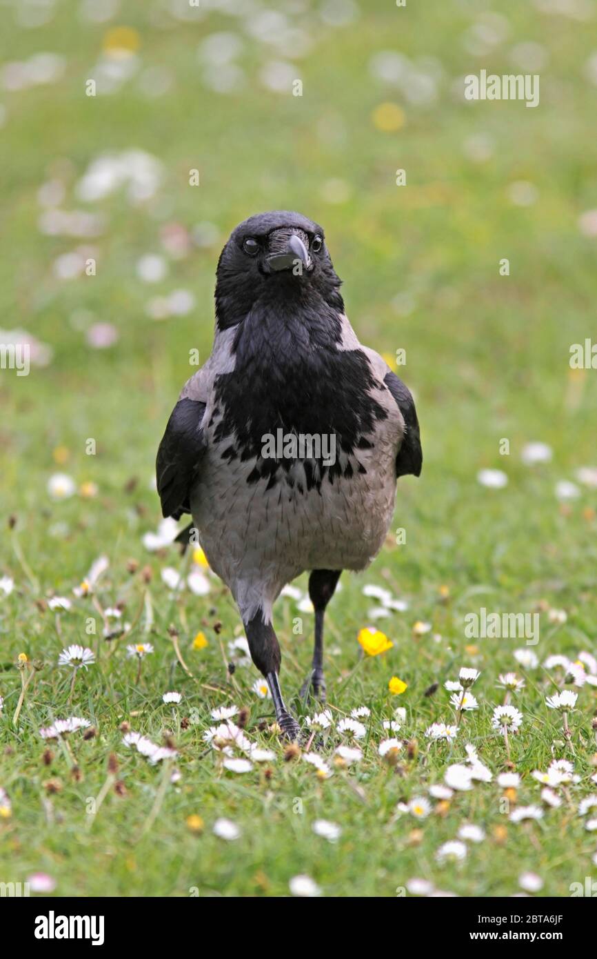 Hooded crow scotland hi-res stock photography and images - Alamy