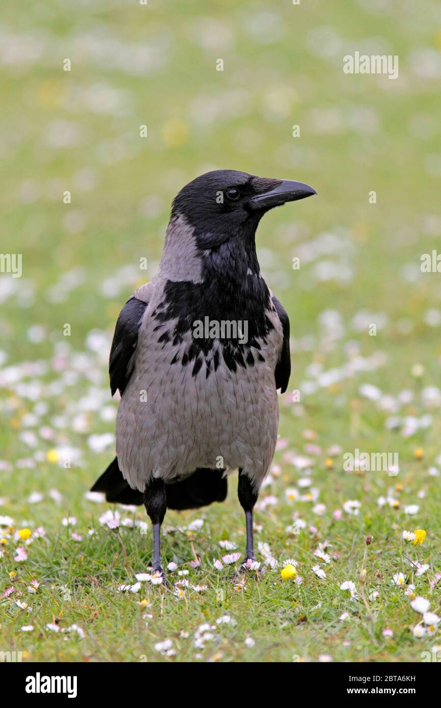 Hooded crow scotland hi-res stock photography and images - Alamy