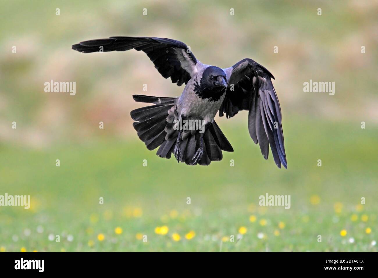 Hooded crow scotland hi-res stock photography and images - Alamy