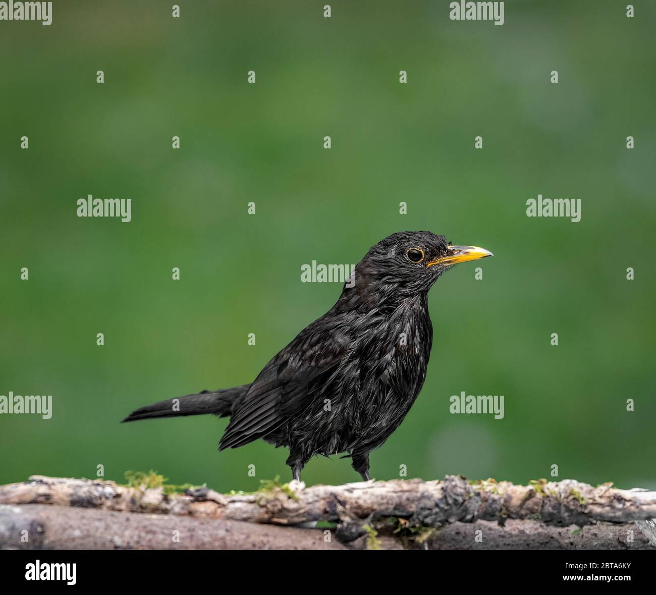 Bird eating worms hi-res stock photography and images - Alamy