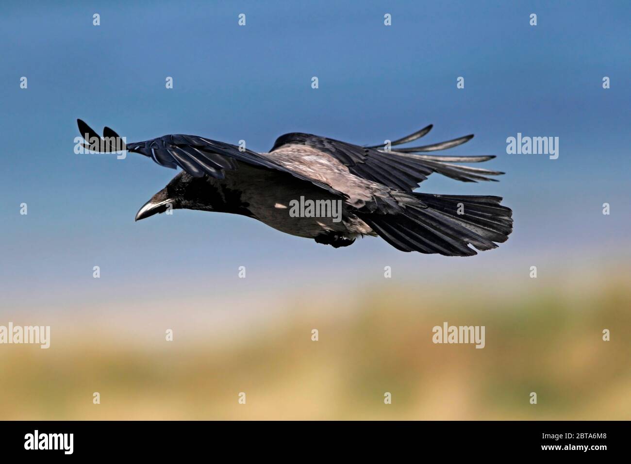 Hooded crow scotland hi-res stock photography and images - Alamy