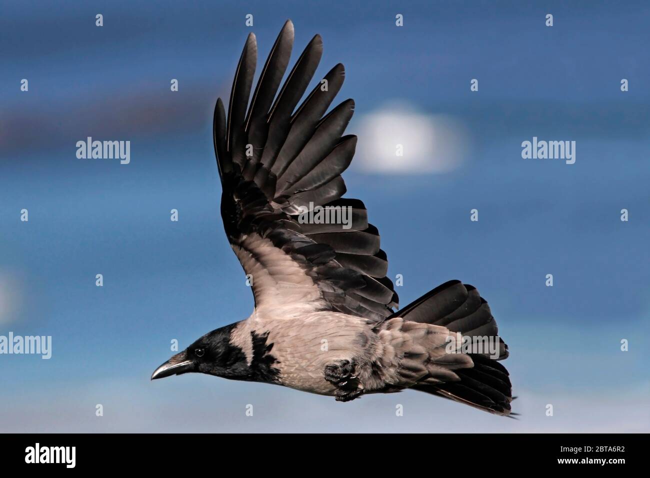 Hooded crow scotland hi-res stock photography and images - Alamy