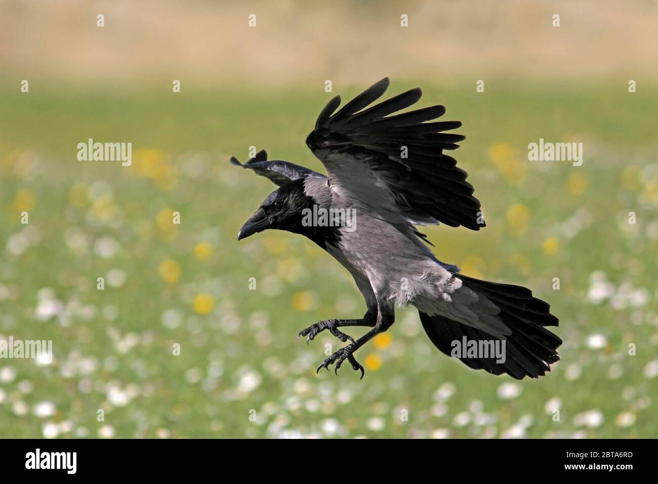 Crow landing hi-res stock photography and images - Alamy