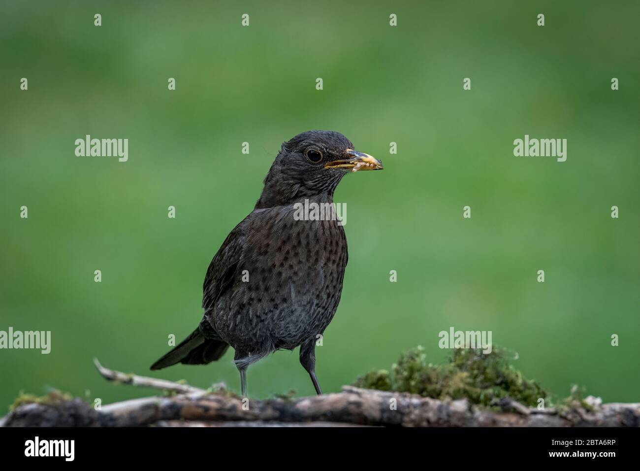 Bird Eating Worms High Resolution Stock Photography and Images - Alamy