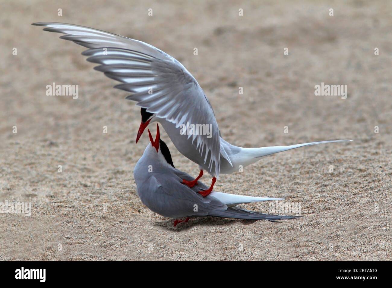 Arctic terns mating hi-res stock photography and images - Alamy