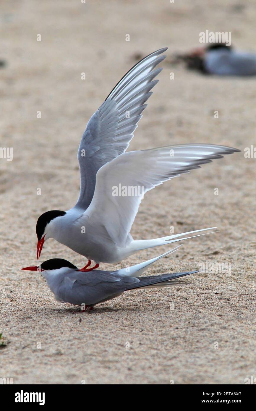 Breeding mating birds wildlife hi-res stock photography and images - Alamy