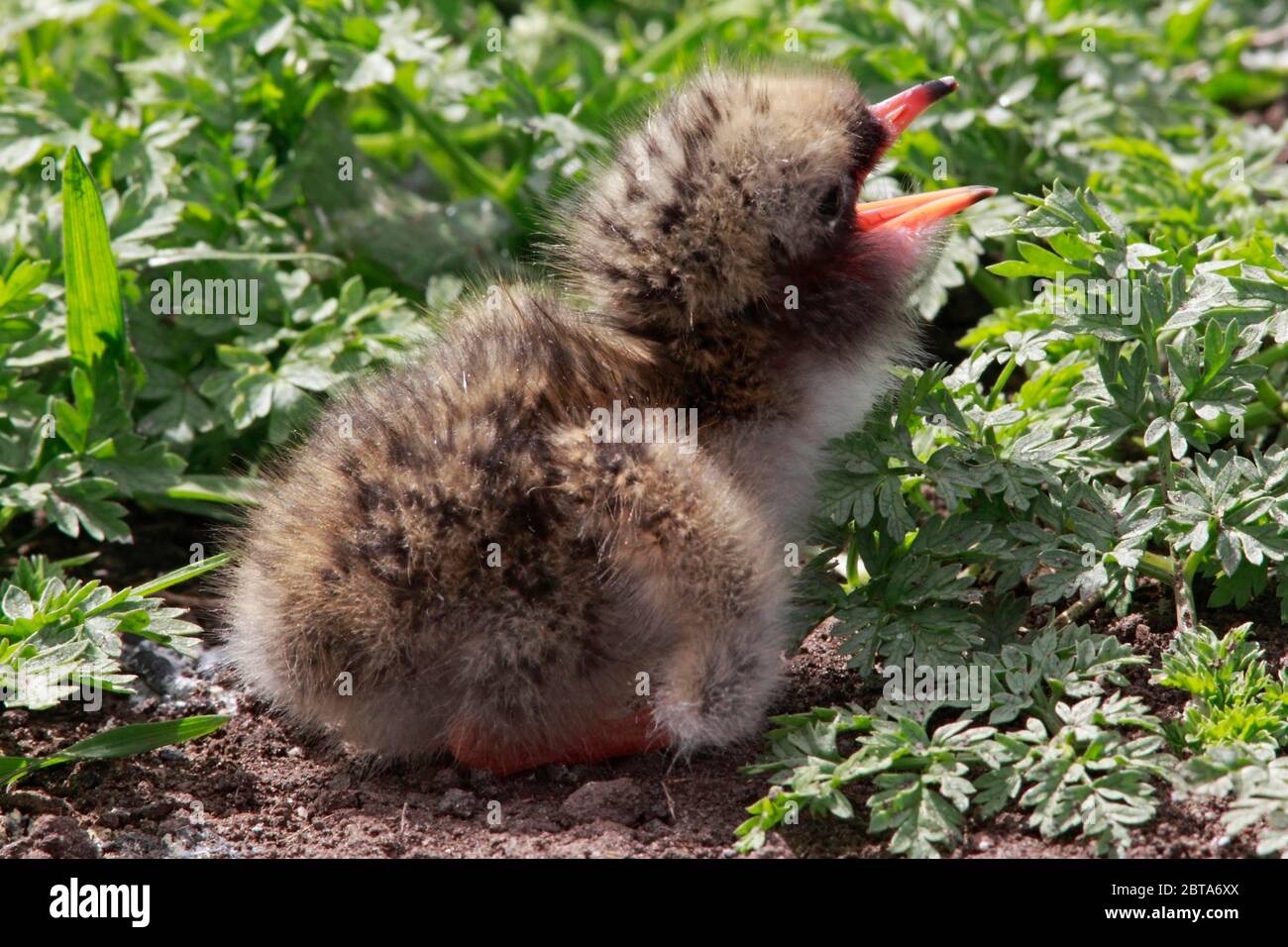 Nesting arctic tern sterna hi-res stock photography and images - Alamy