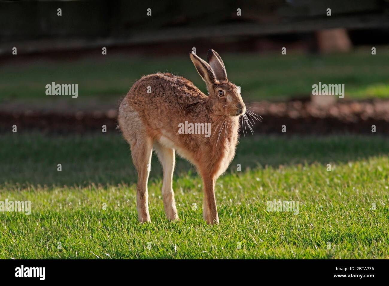 Hares uk hi-res stock photography and images - Alamy