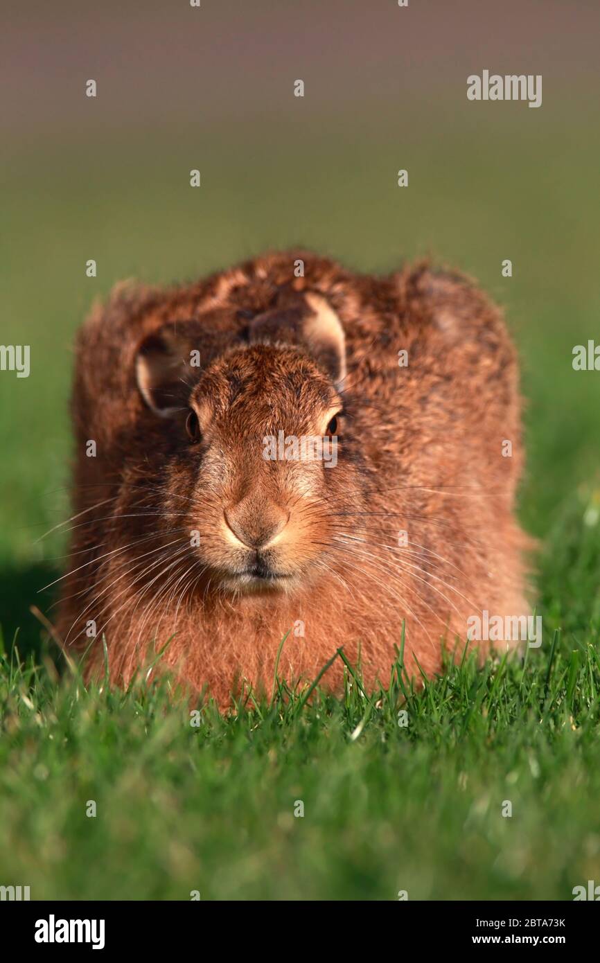 Hare face hi-res stock photography and images - Alamy