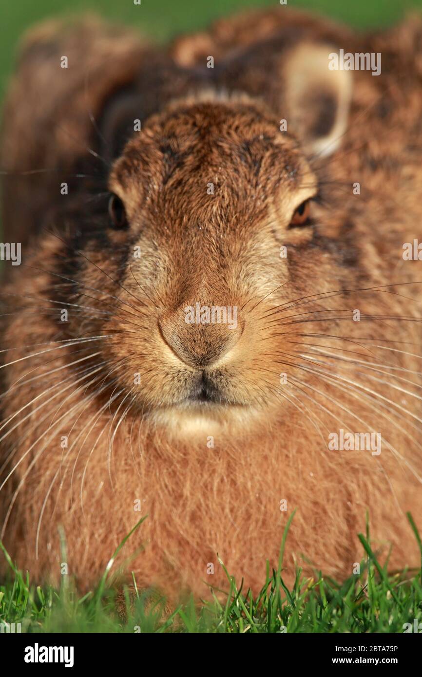 Hare face hi-res stock photography and images - Alamy