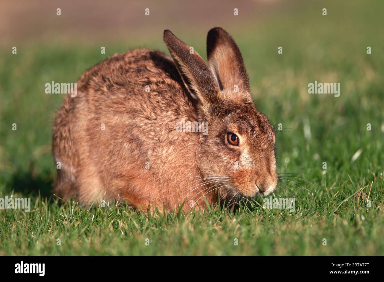 Hares uk hi-res stock photography and images - Alamy