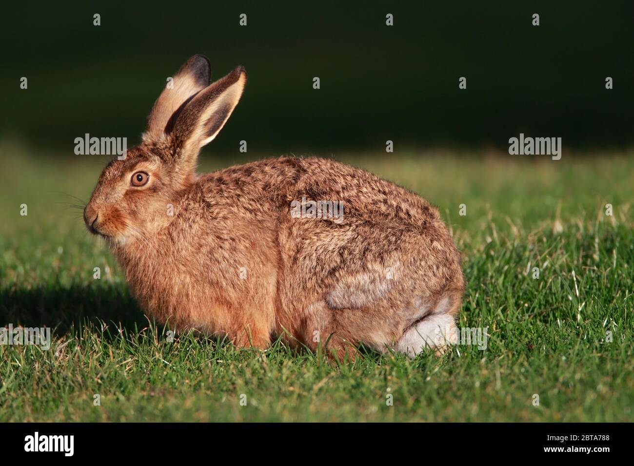 Close up brown hare lepus europaeus hi-res stock photography and images ...