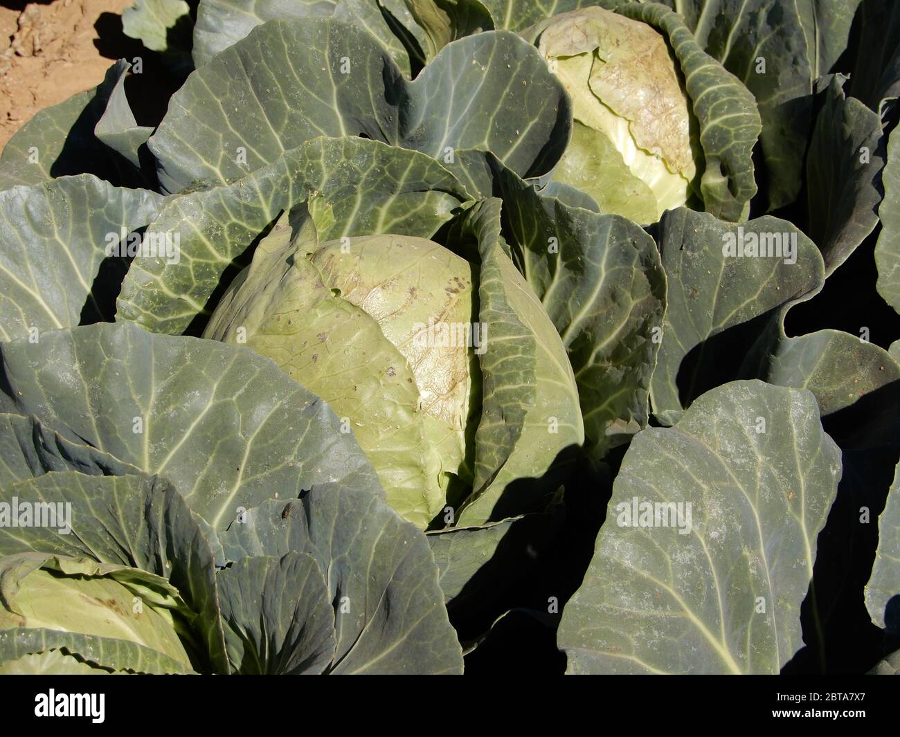 Arizona green cabbage Stock Photo - Alamy