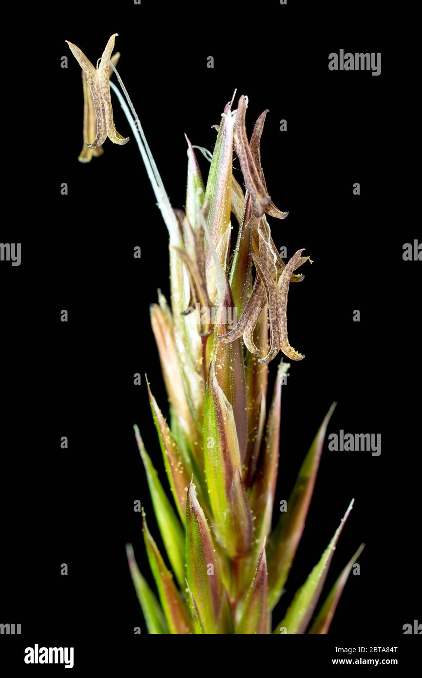 Sweet Vernal-grass (anthoxanthum odoratum), close up still life of the ...