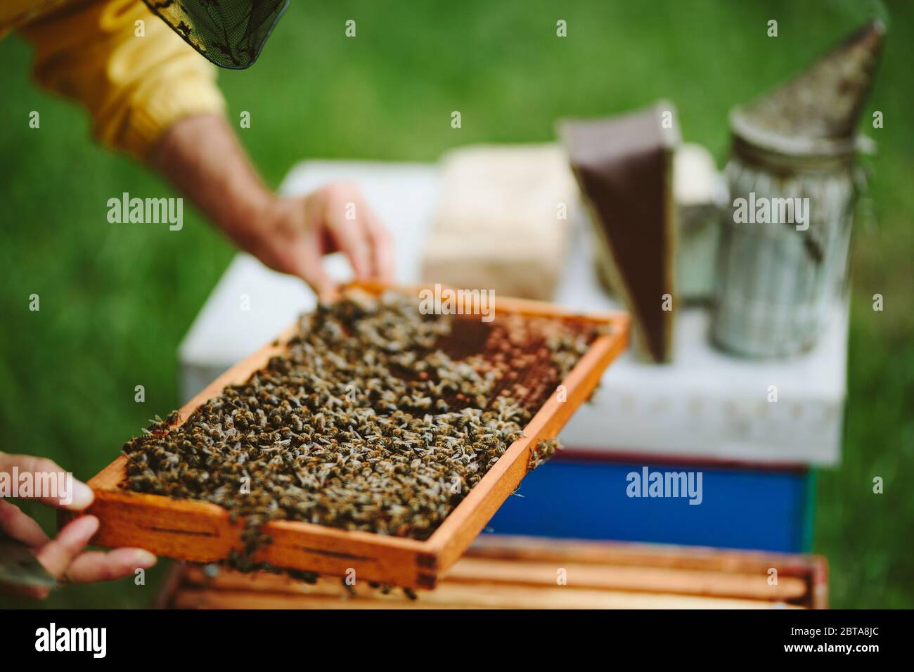 Closeup bee hive frame hi-res stock photography and images - Alamy
