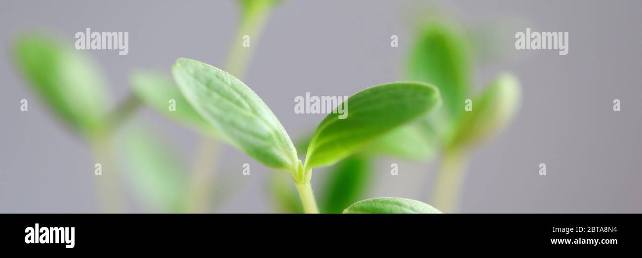 Effective seed germination methods, young plant Stock Photo - Alamy