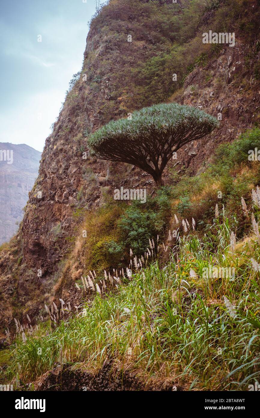 Dragon Tree and lush vegetation on the hike route on Santo Antao, Cape ...
