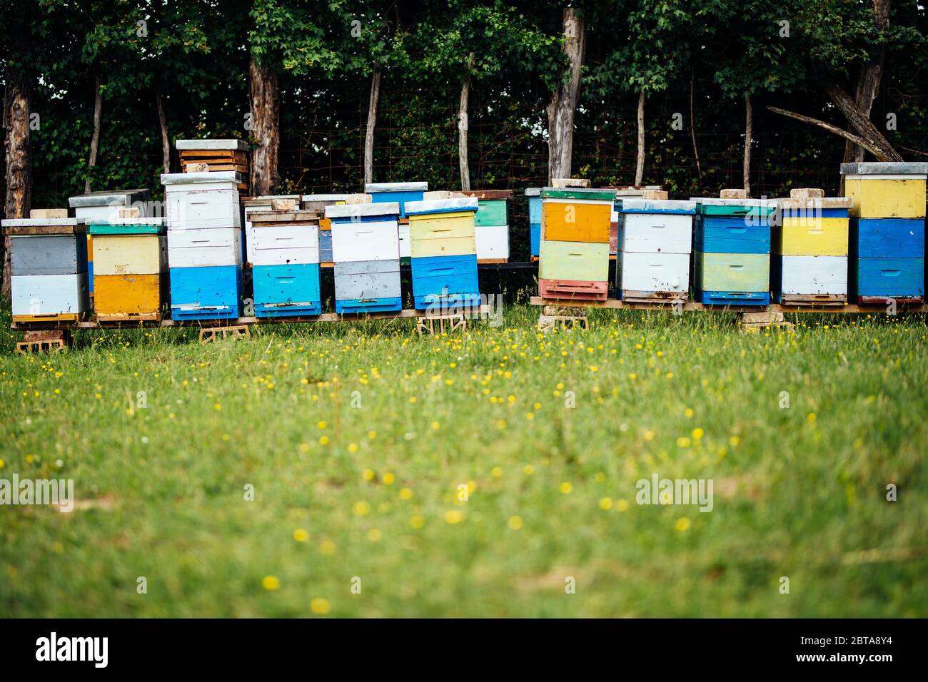 Different color honeycombs in apiary Stock Photo - Alamy