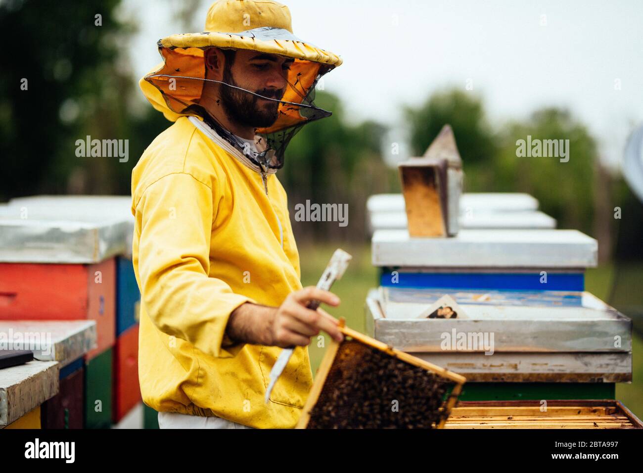 Frame beehive working bees hi-res stock photography and images - Alamy