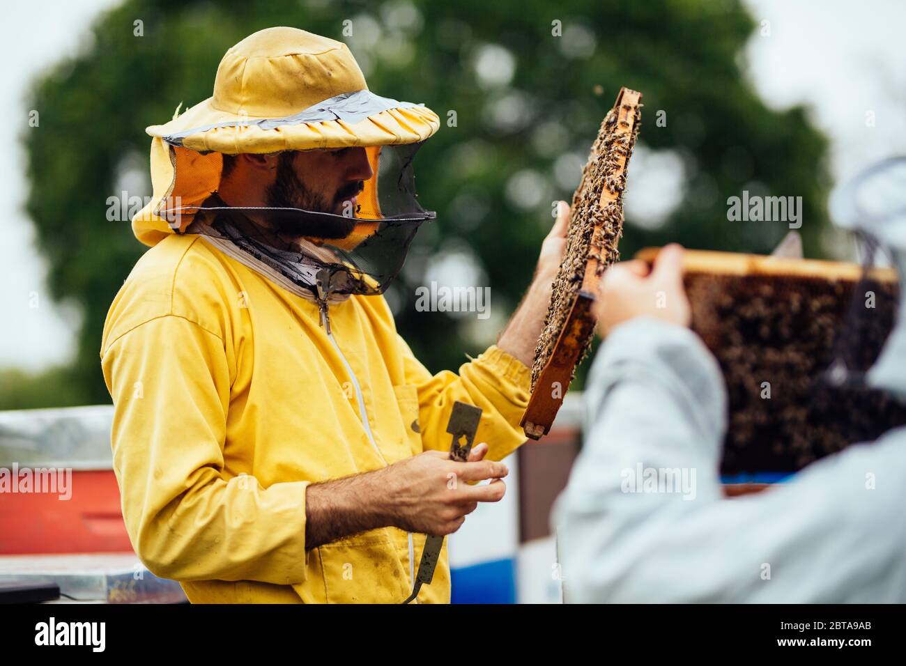 Beekeeper working with bees Stock Photo - Alamy