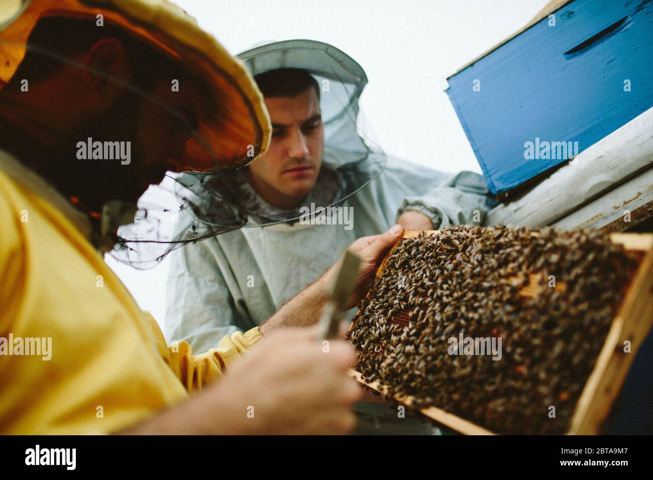 Young beekeeper learning from his teacher surrounded with beehives ...