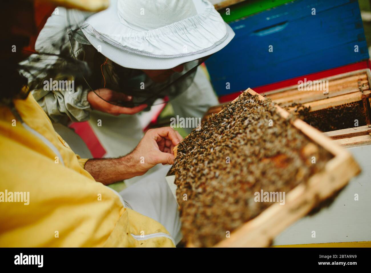Young beekeeper learning from his teacher surrounded with beehives ...