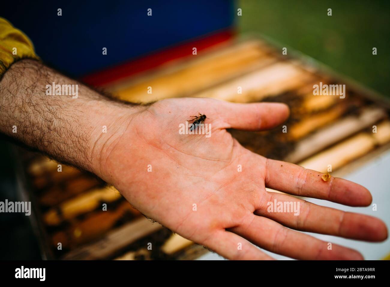 Woman honeybee her hand hi-res stock photography and images - Alamy
