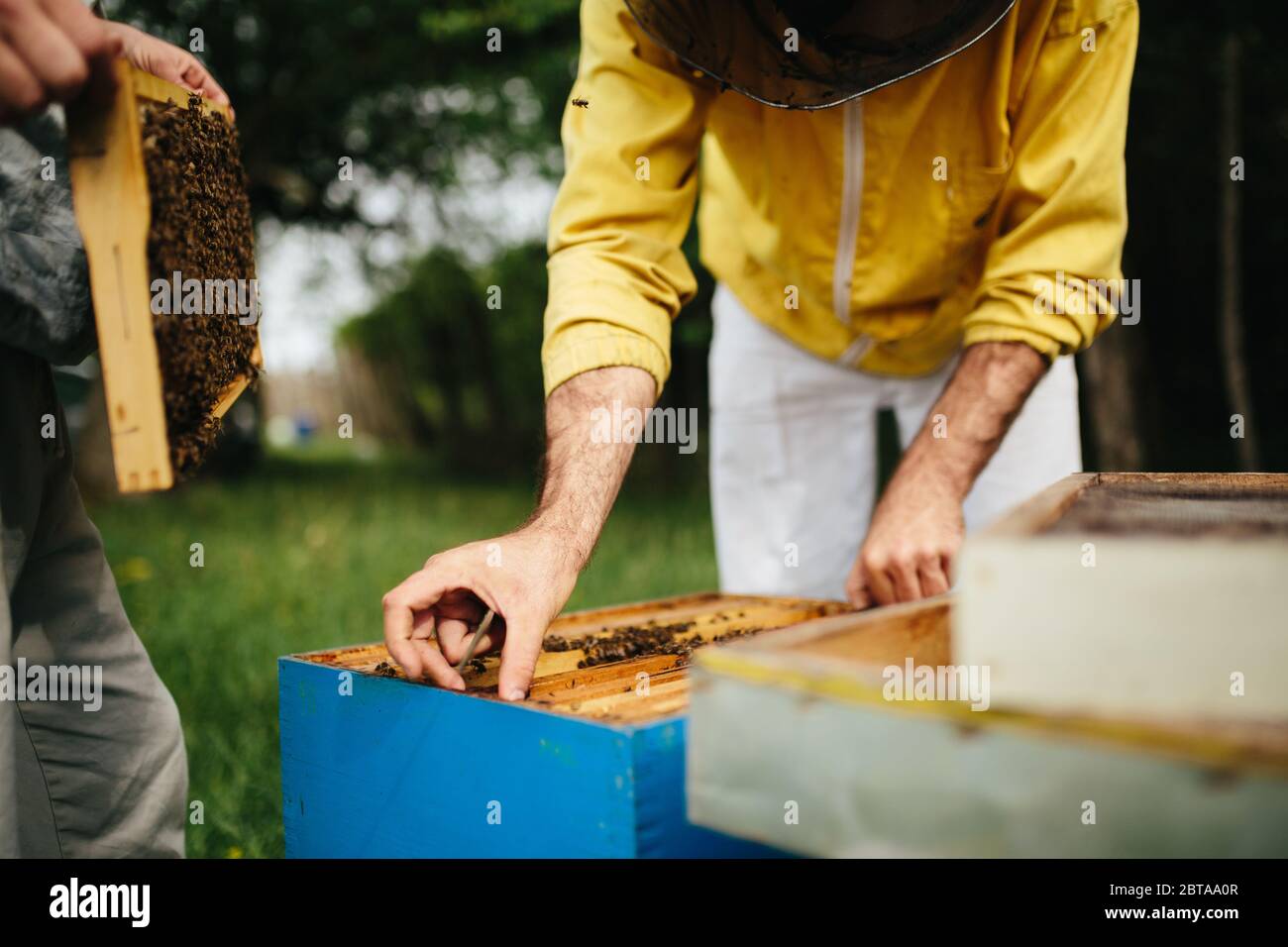 Work on apiary Stock Photo - Alamy