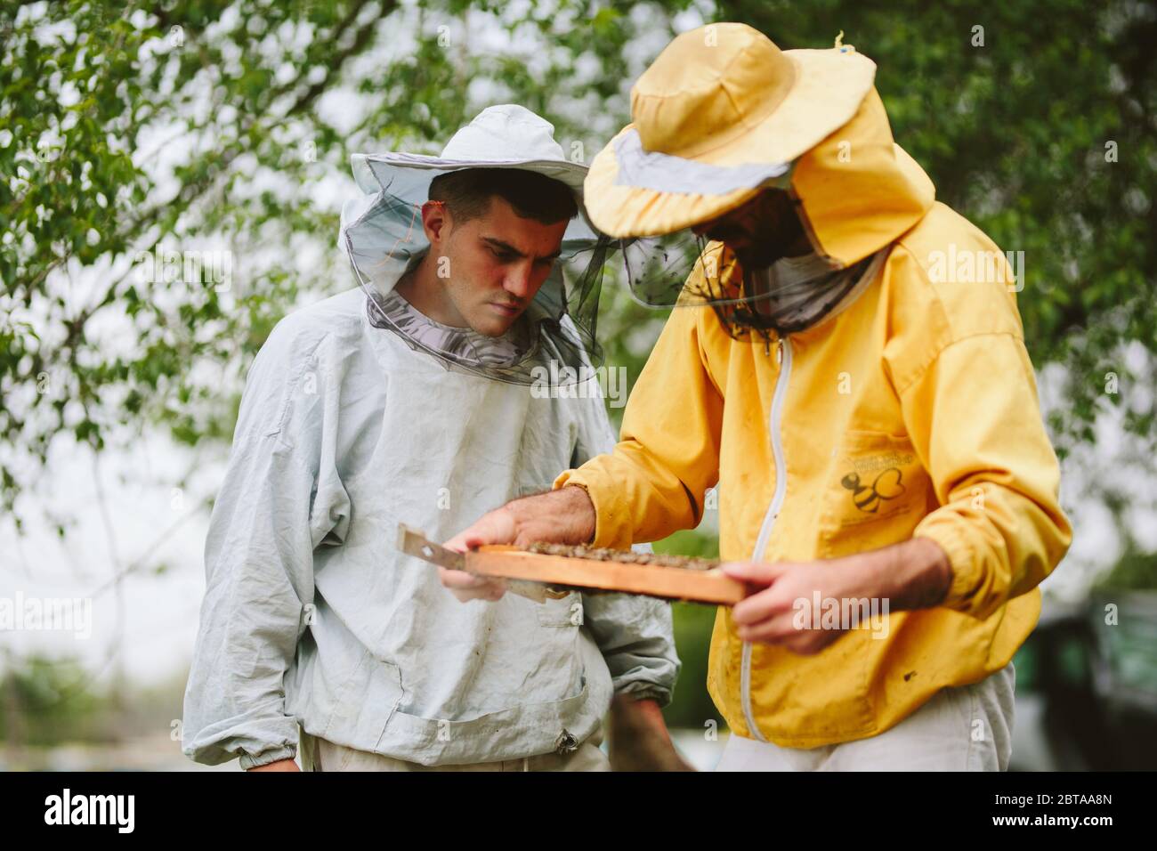 Beekeeper teaching young man Stock Photo - Alamy