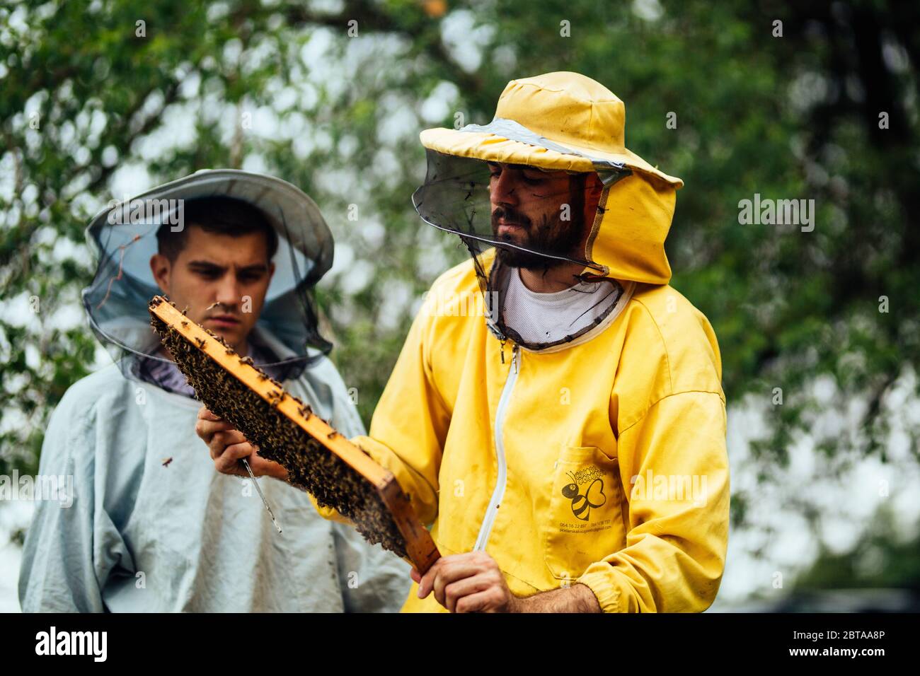 Beekeepers working with bees Stock Photo - Alamy