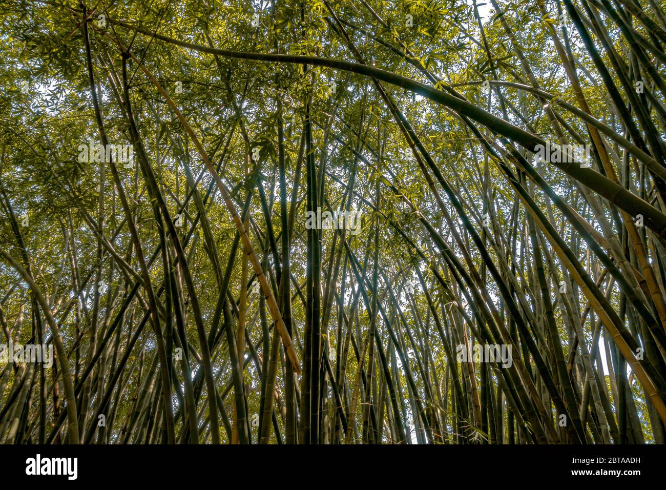 Rays of sunlight casting shadows in thick foliage of tall bamboo trees ...