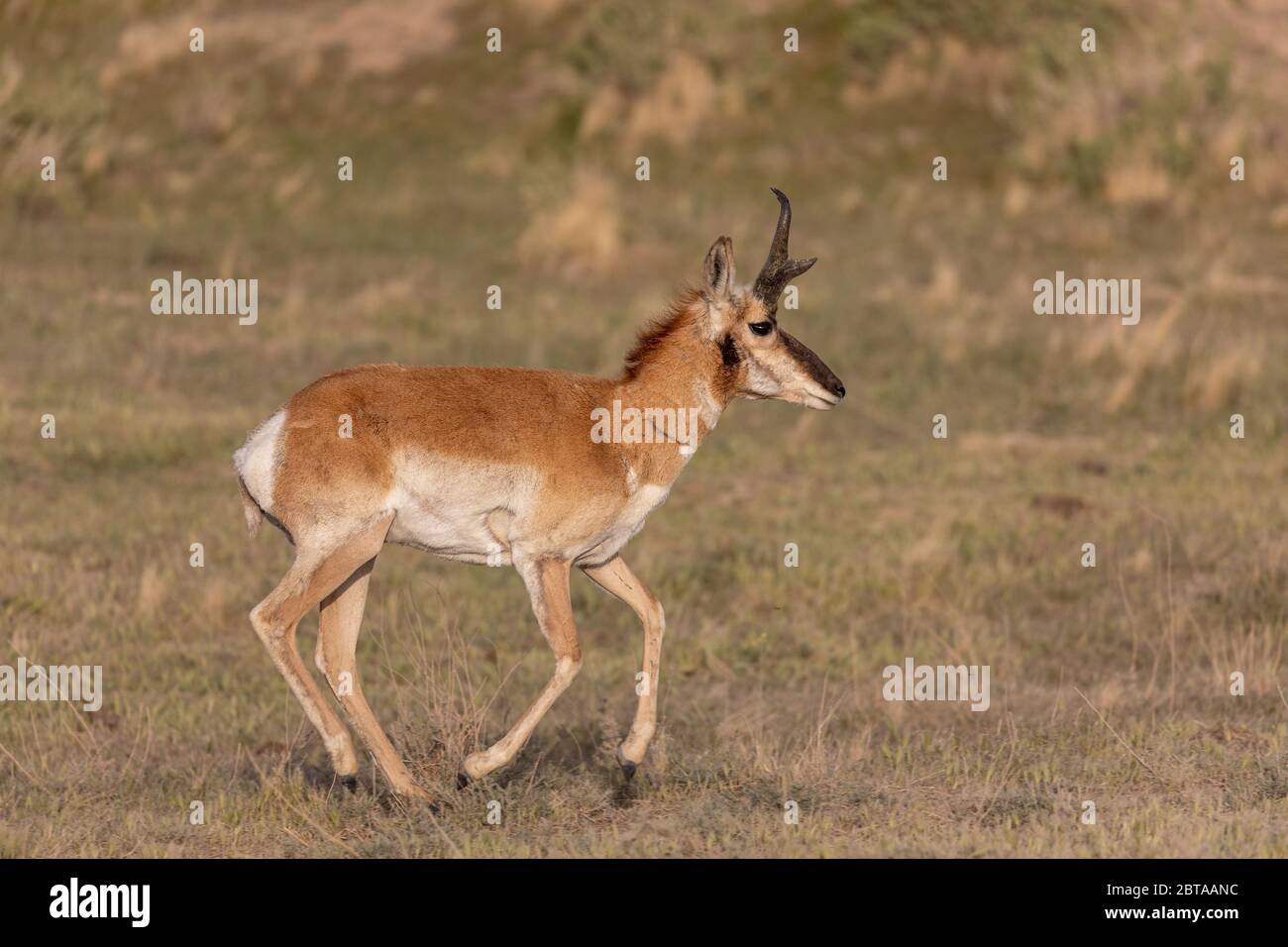 Pronghorn Antelope Buck Stock Photo - Alamy