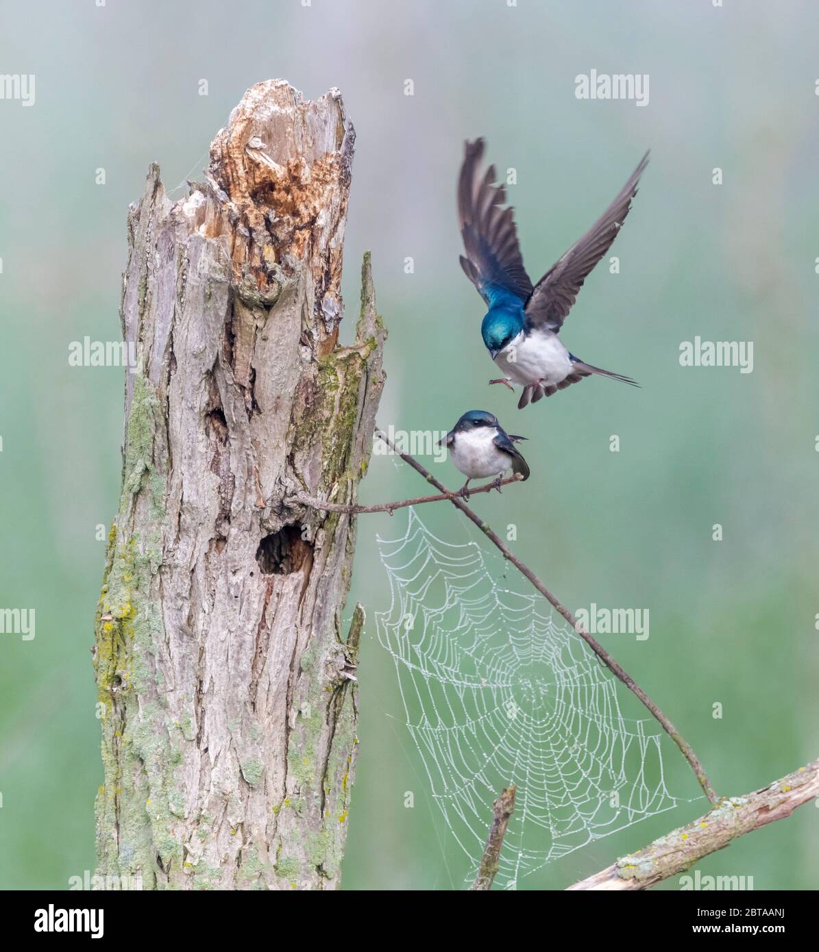 Pair of tree swallows Stock Photo - Alamy