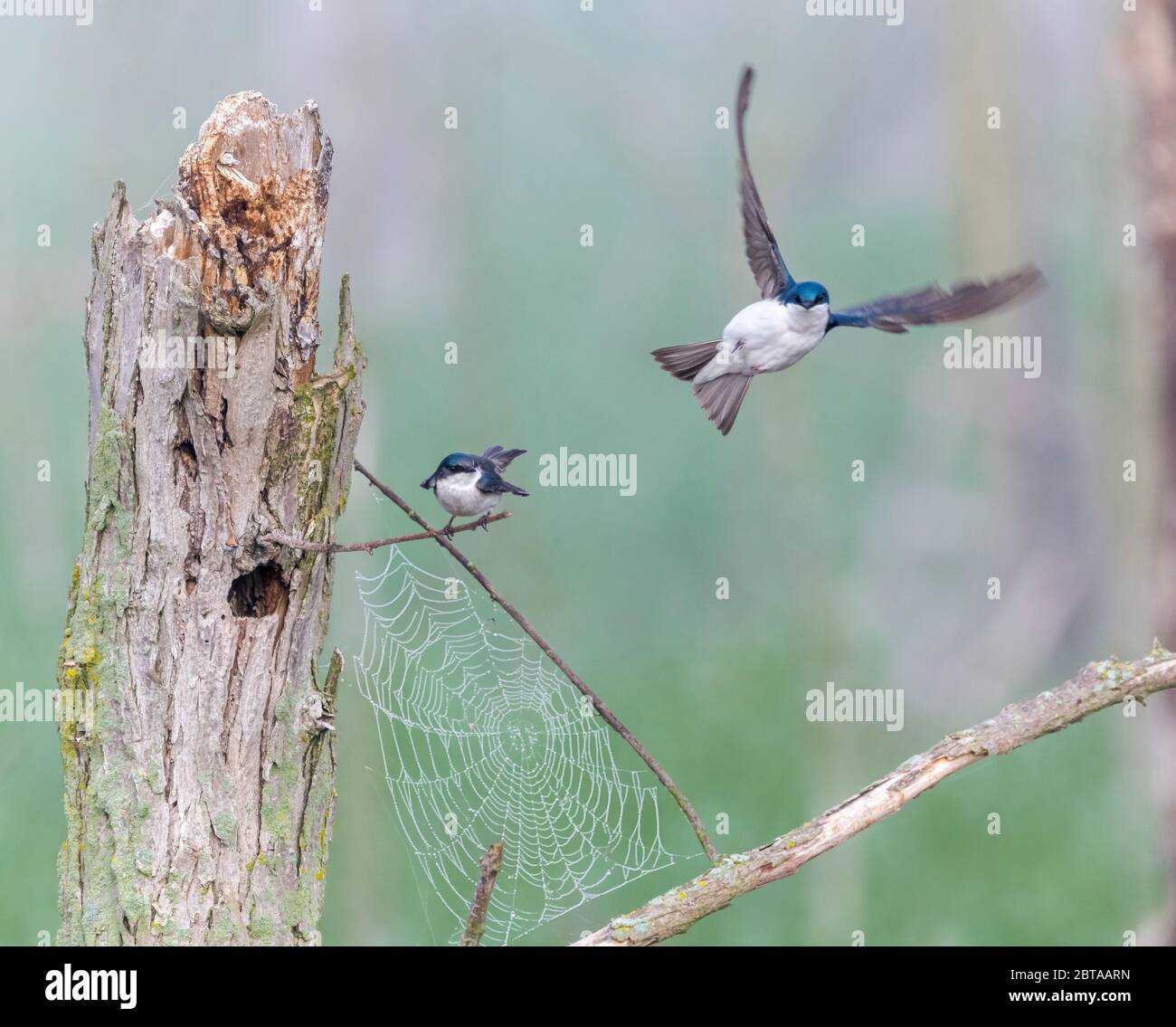 Pair of tree swallows Stock Photo - Alamy