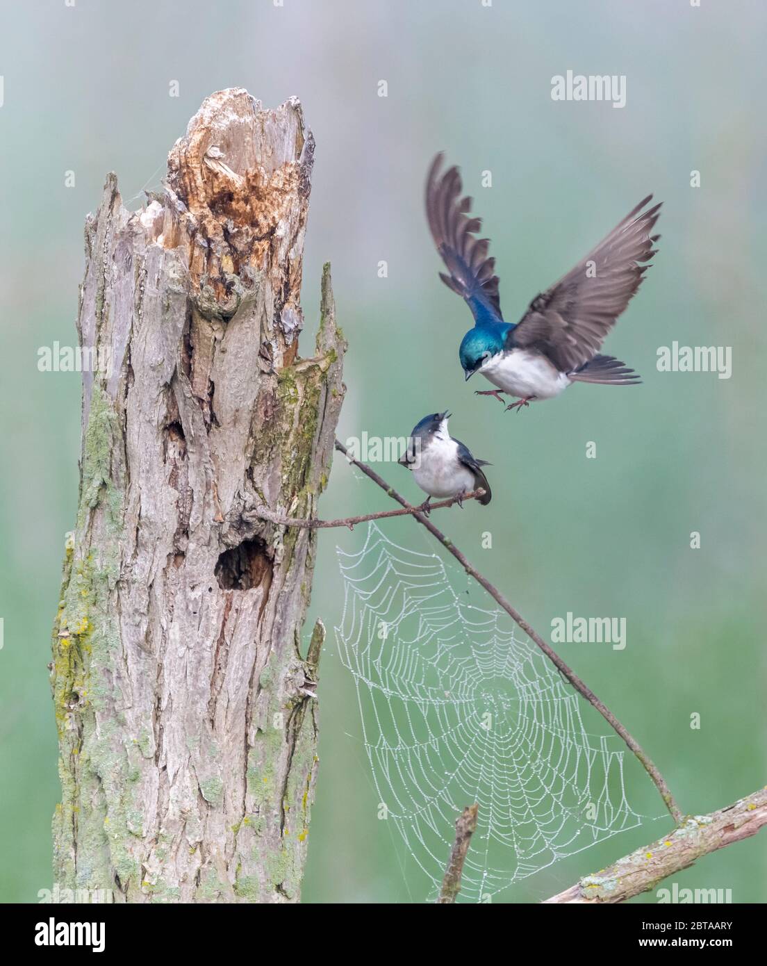 Pair of tree swallows Stock Photo - Alamy